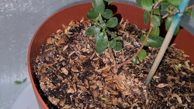 Мирцеевгения 7 (обрезка)