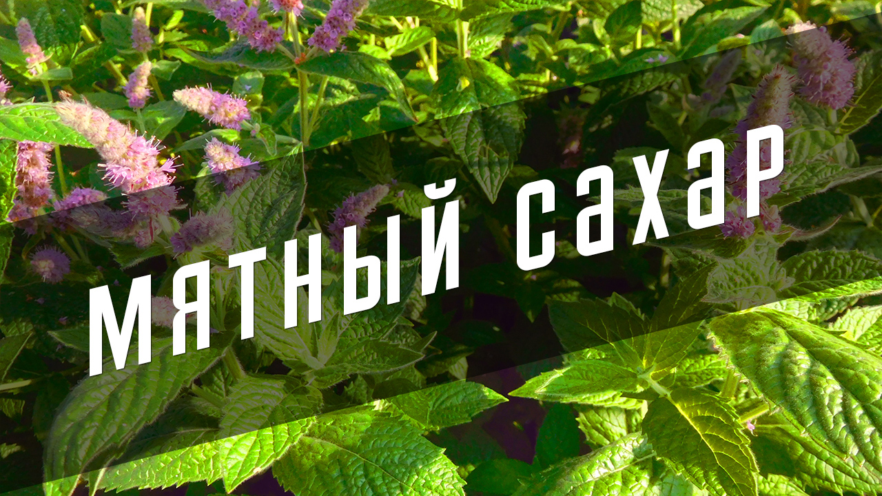Мятный сахар своими руками.  Для чая, выпечки, десертов, лимонада