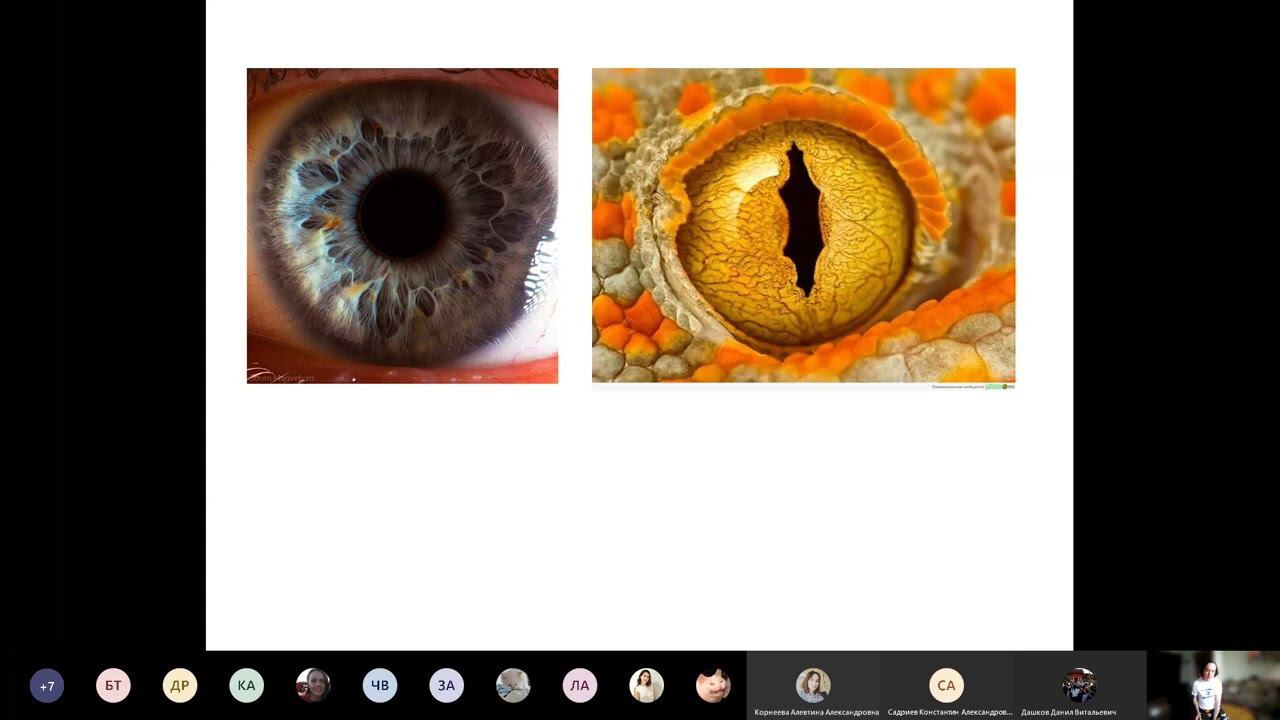 Самоорганизация в биосистемах 2