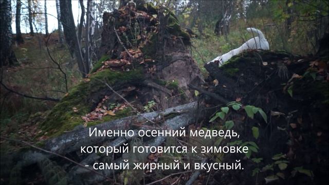 Белая собачка Тося ищет медведя. Парсон Рассел терьерка в осеннем лесу.