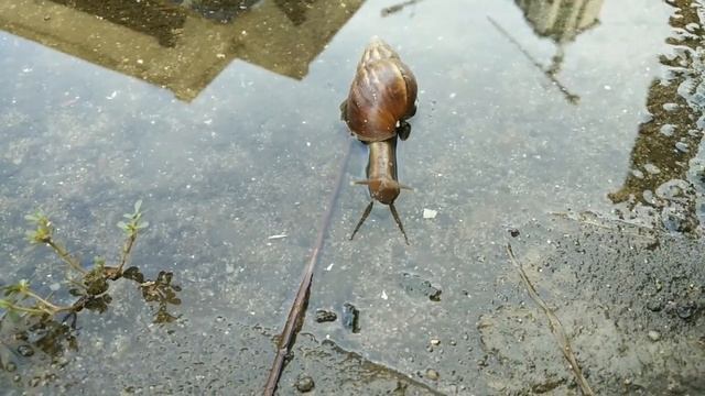 НАУТИЛУС....mp4