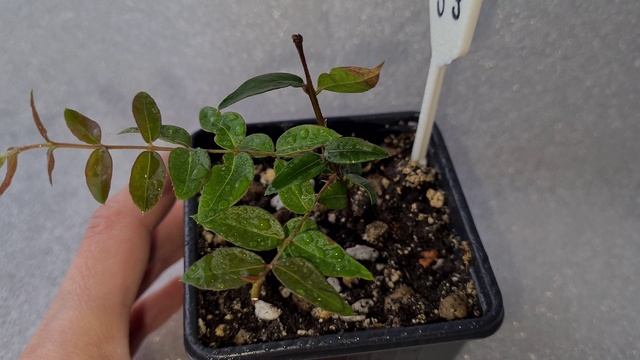 Мирт Аустромиртус сладкий 2