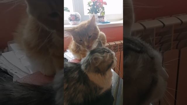 Мейн-кун моет сибирскую кошечку ?