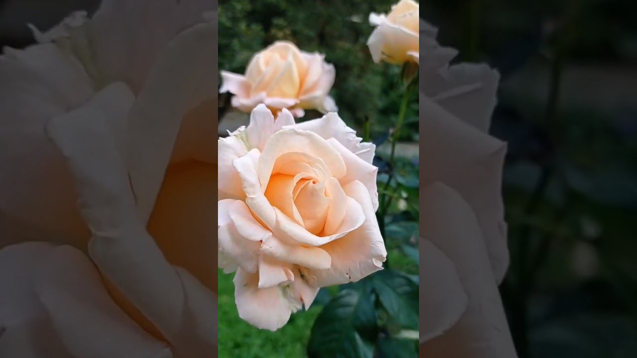 Чайная роза