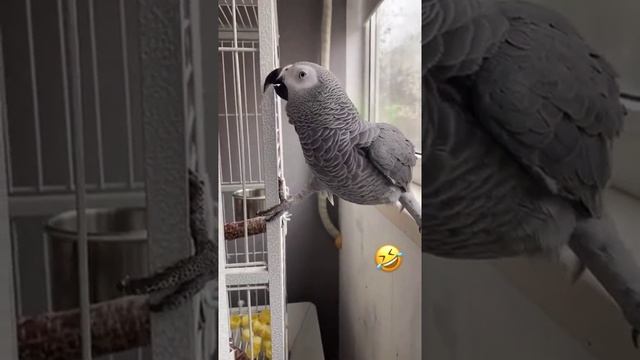 а че такое ? ?