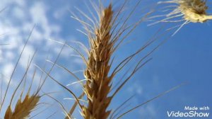 На родных полях 22 года🌾