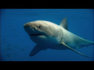 Как не стать добычей акул (How not to become shark bait)