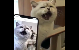 Злой котэ