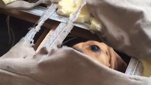 Пёс остался один дома