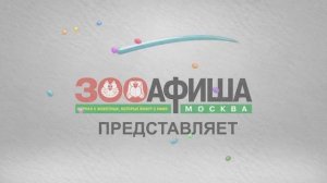 Анимация логотипа интро на заказ Зооафиша