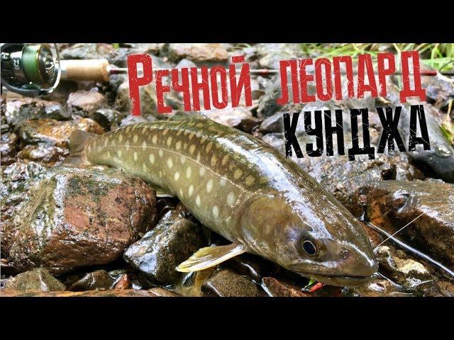 Речной леопард Сахалина!