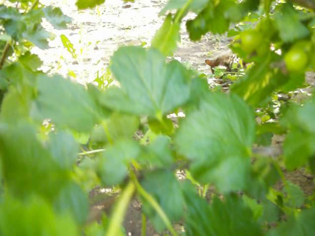 ЙОШТА, УВЕЛИЧИВАЕМ УРОЖАЙ гиббереллином