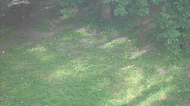 Голуби на выпасе 685484 DSCN4463