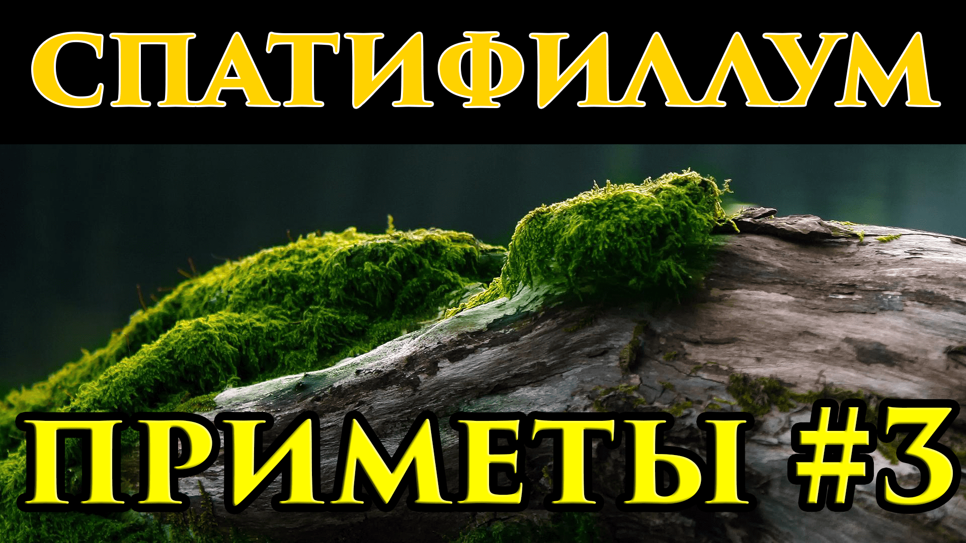 Уход за спатифиллум - женское счастье ? - Маг Fose