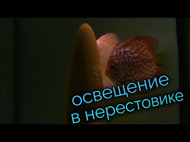 Освещение в нерестовиках.