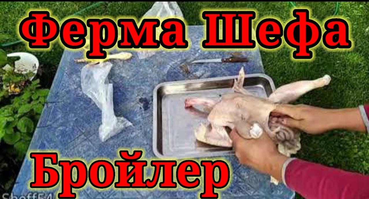 Выращивание бройлеров на даче.