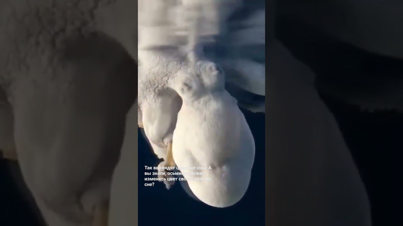 Осьминог спит.