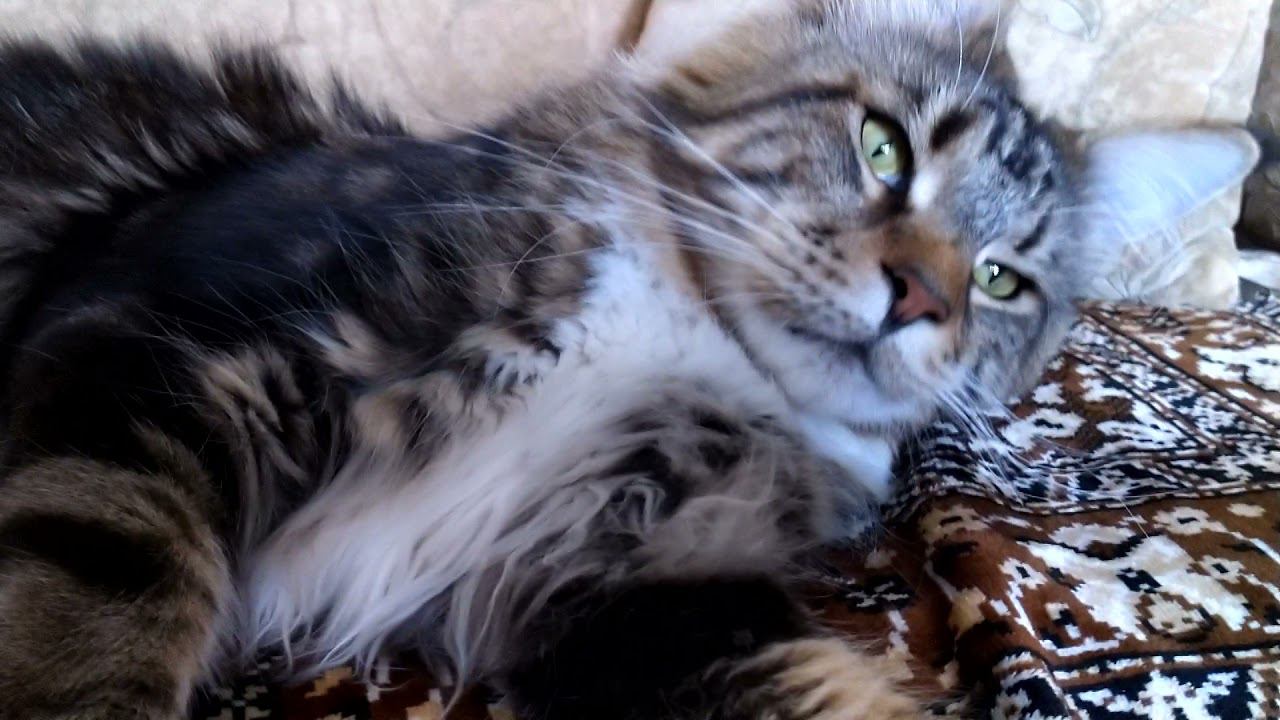 Тихое утро с котами