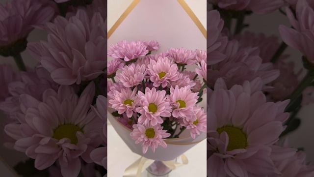 Сиреневые хризантемы // Нежный букет из хризантем //