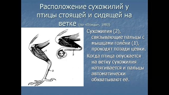 Интересные факты о птицах Баргузинского заповедника в зимний период.