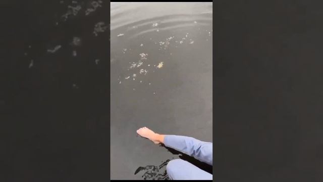 лягушка любит попрыгать