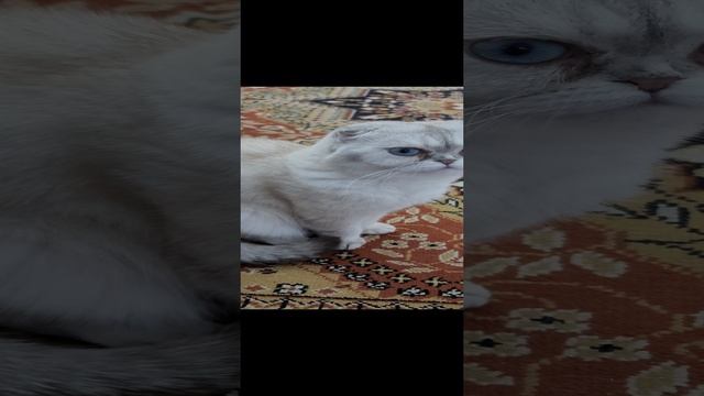 СЁМКА
.mp4