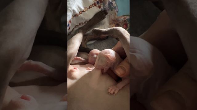 Котята первый раз сосут маму