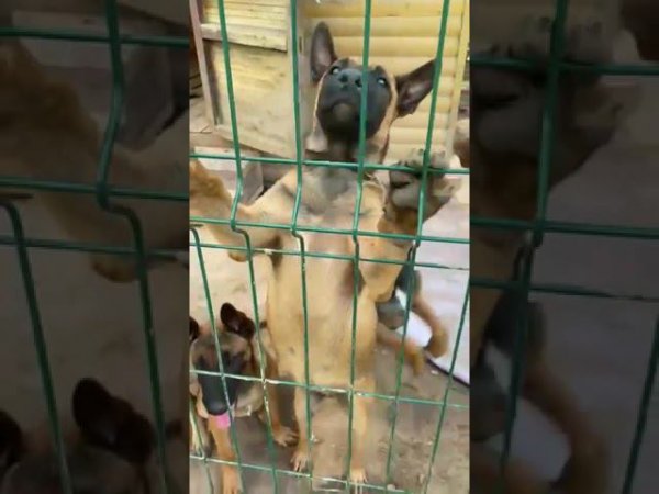 Щенки бельгийской овчарки