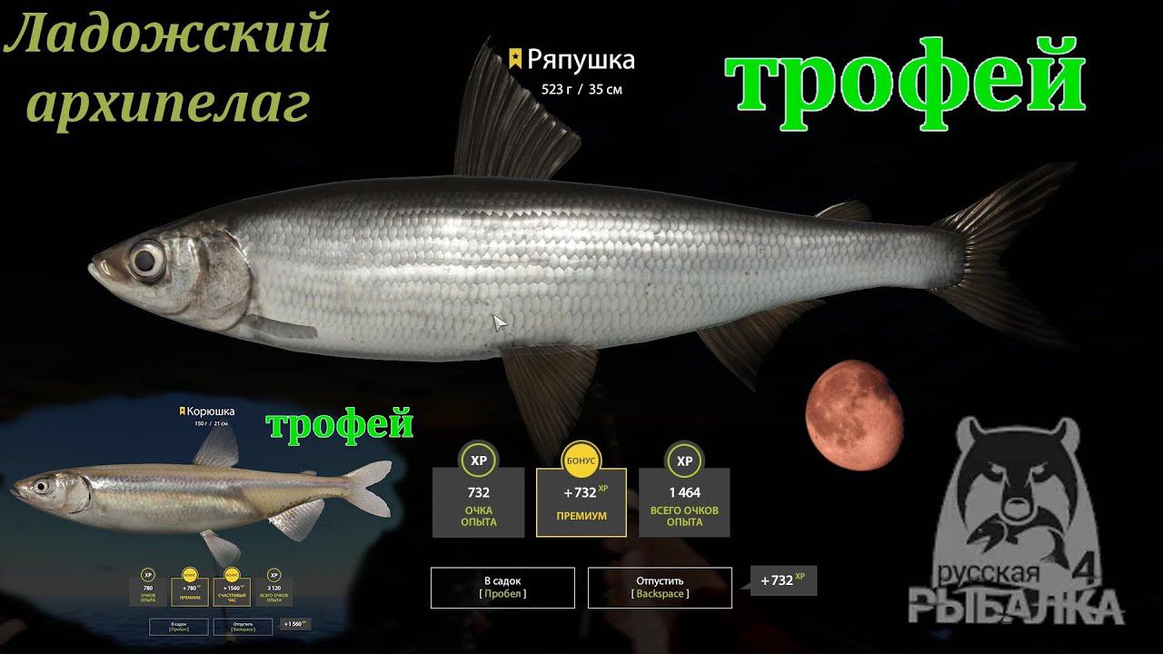Русская рыбалка 4 / Ладожский архипелаг / Купил билет на пять часов, ряпушка(трофей) корюшка(трофей)