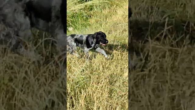 Щенок дратхаара. Знакомство с водой