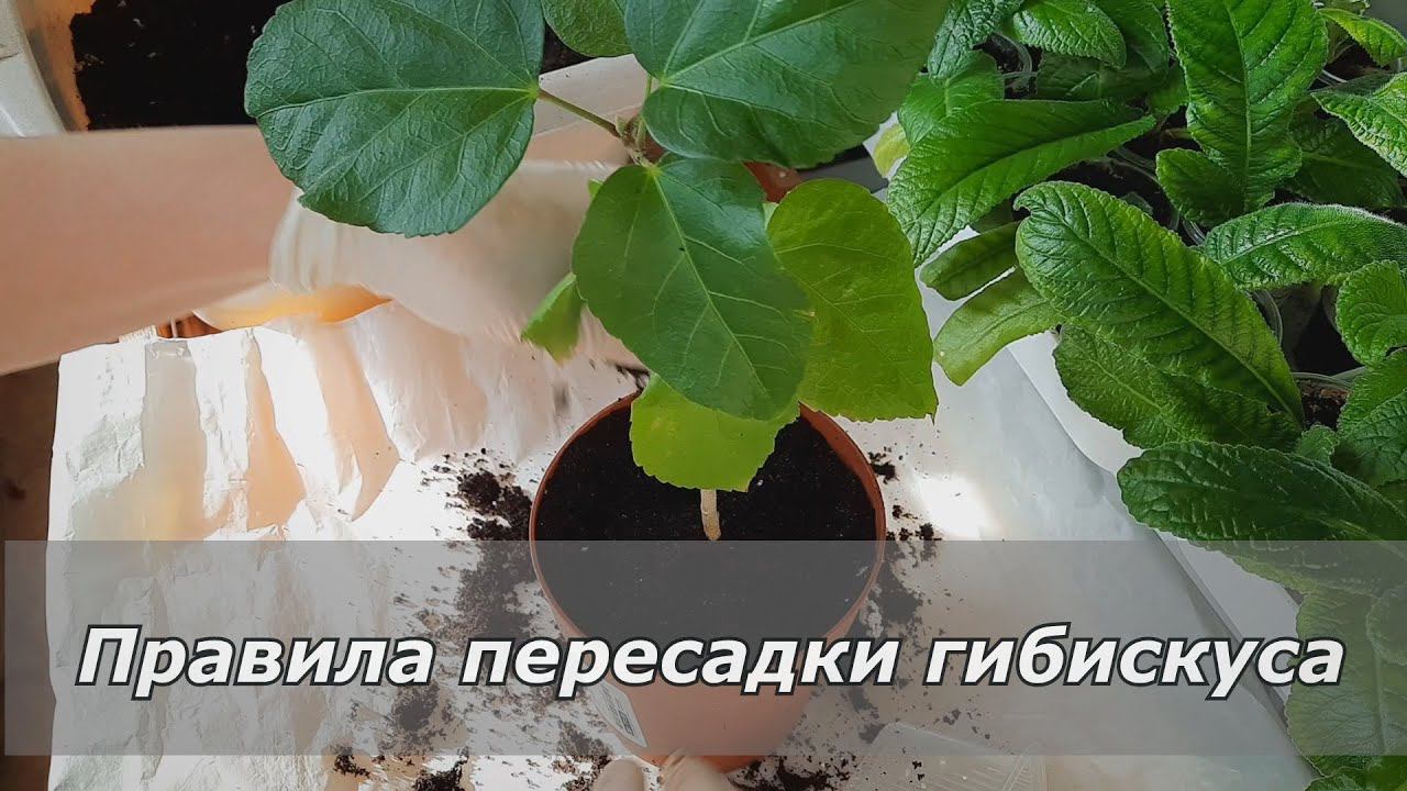 Гибискус. Правила пересадки.