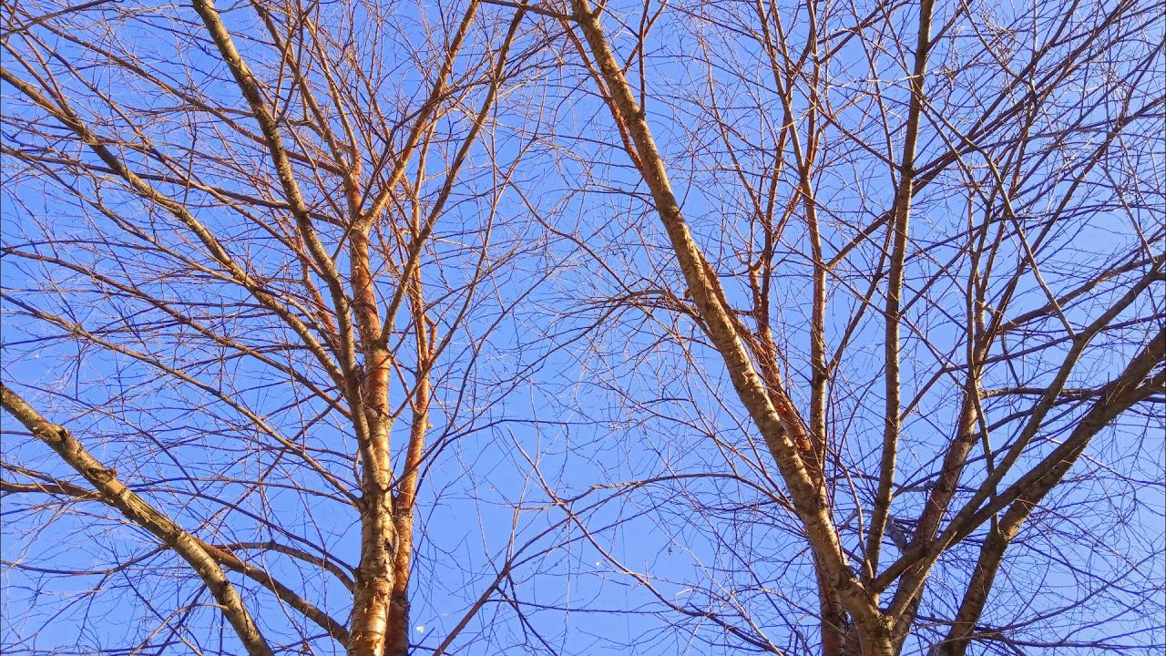 "Защитникам ОТЕЧЕСТВА" И.Асеева. Читает Львова Е.А.(5 лет). Музыка - "Защитники Отечества" минус.