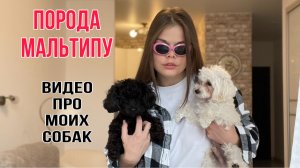 Порода Мальтипу. Видео про моих собак 😊