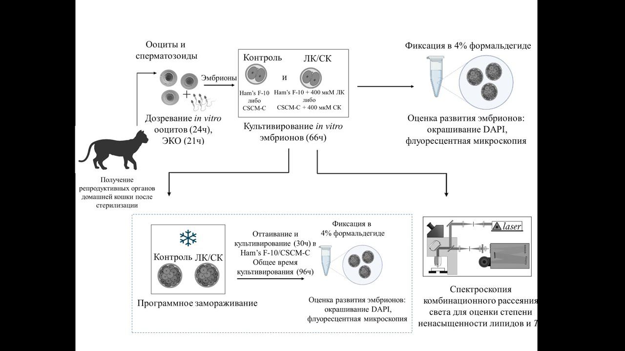 Раннее развитие и криоконсервация ооцитов и эмбрионов малых кошек: влияние внутриклеточных липидов