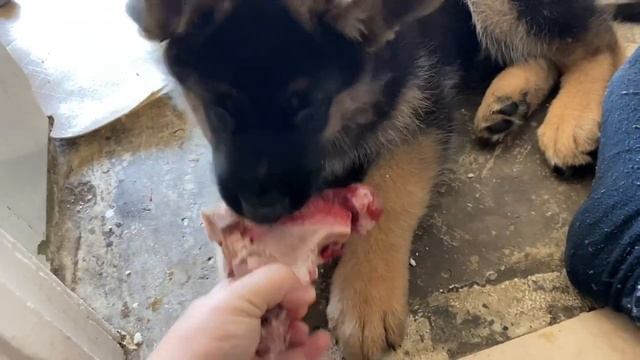 Немецкая овчарка , с чего я начала дрессировку щенка. Взгляд в лицо. Пищевая агрессия.