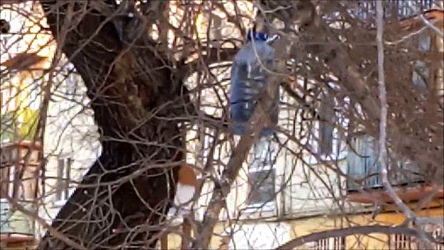 ЖИВЫЕ МИРЫ ПРИРОДЫ * ВидеоСТИХИ.