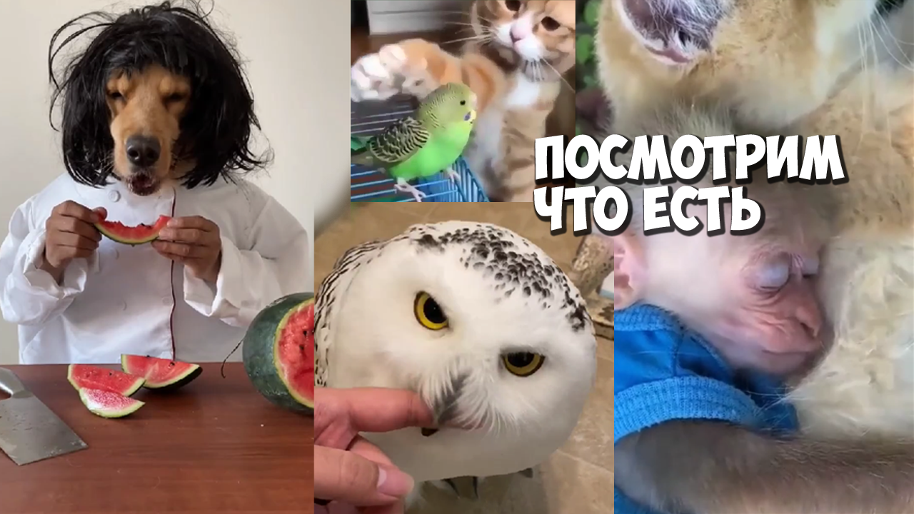 Очень смешное видео с животными. Невозможно устоять, какие они милые и неуклюжие.