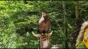 Сова и беркут