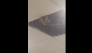 Енот В аэропорту Торонто
