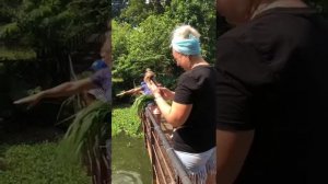 Бегемоты в зоопарке Кхао Кхео.