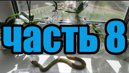 ???Орхидеи в воде спустя 8 месяца. Часть 8  Orchids in water after 8 months..mp4