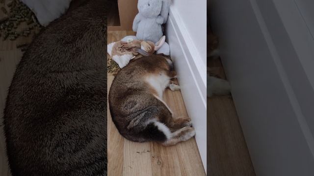 Sleepy Bunny licks the wall