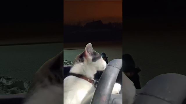 Котэ за рулём!