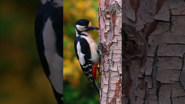 Большой пестрый дятел  (лат. Dendrocopos major). Самка. Голоса птиц в природе