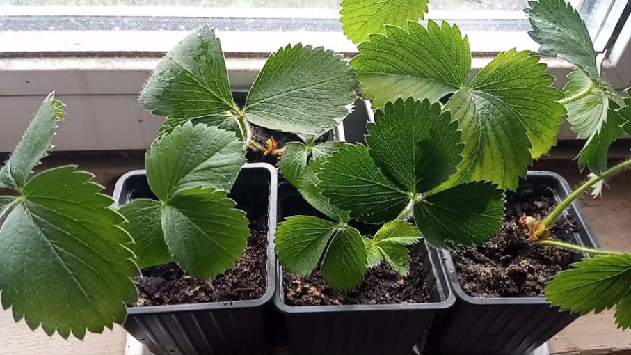 Высадила клубнику