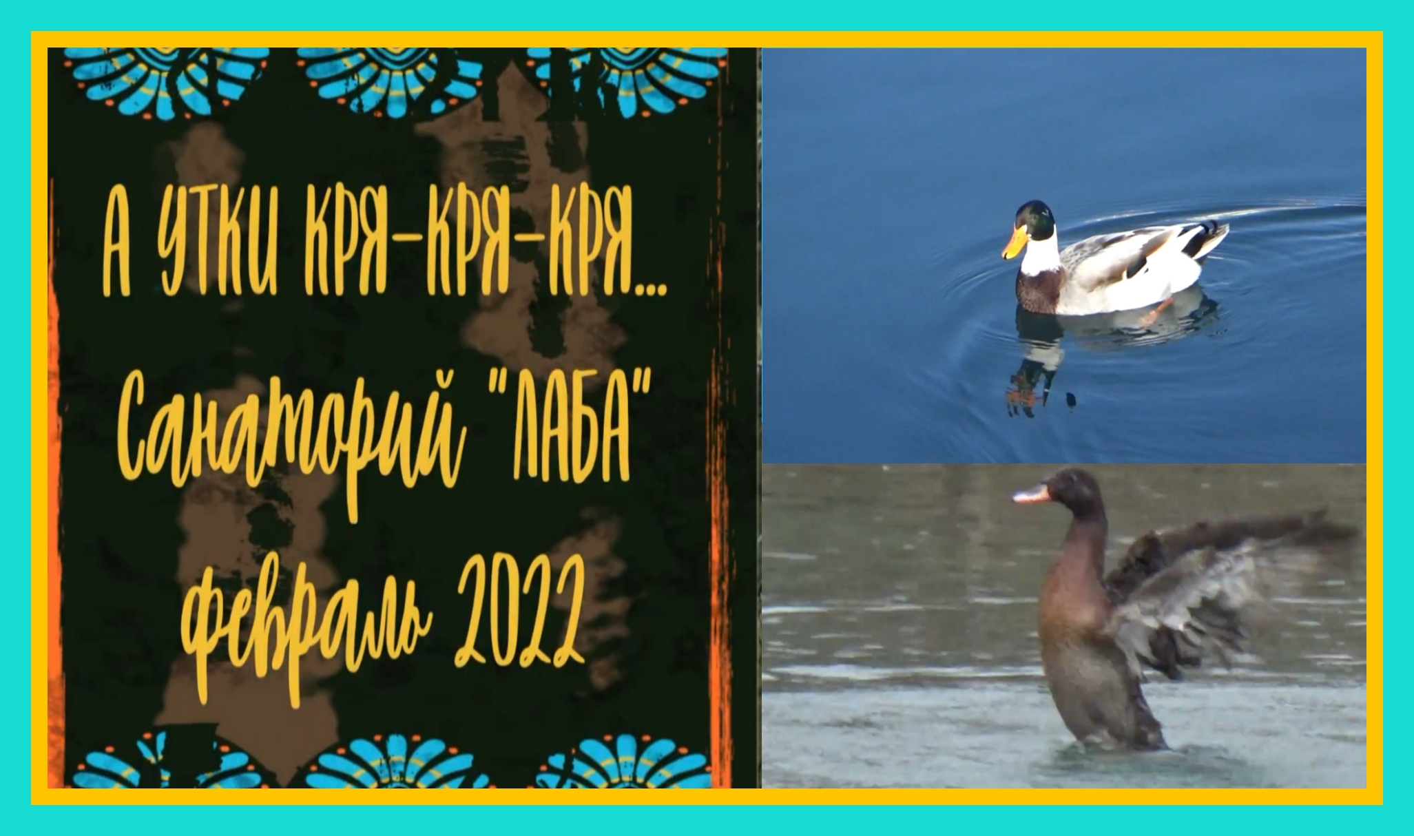 А утки КРЯ-КРЯ-КРЯ... Санаторий "Лаба".. Февраль 2022. Термальные источники,  Лабинск.