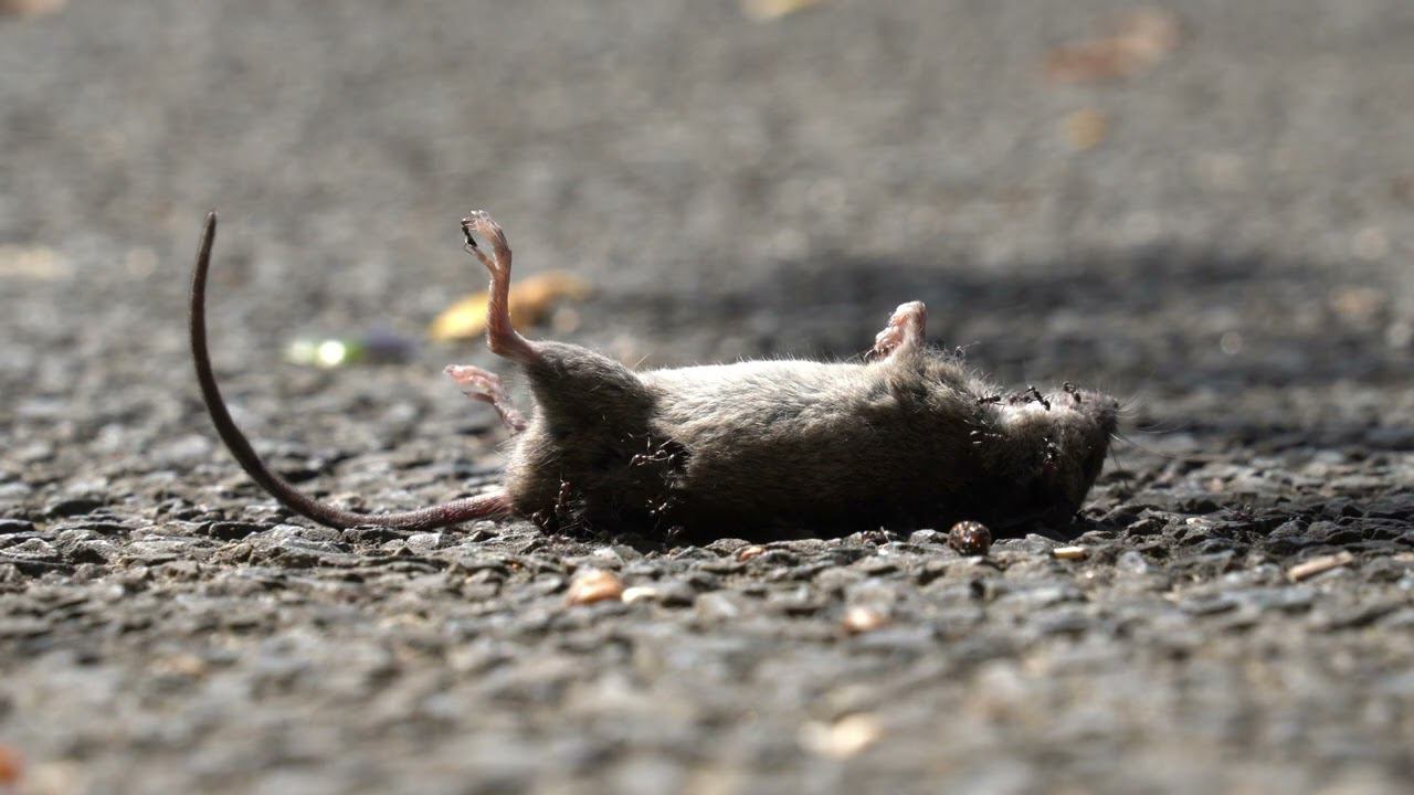 Symphonies of the Planets over a dead mouse