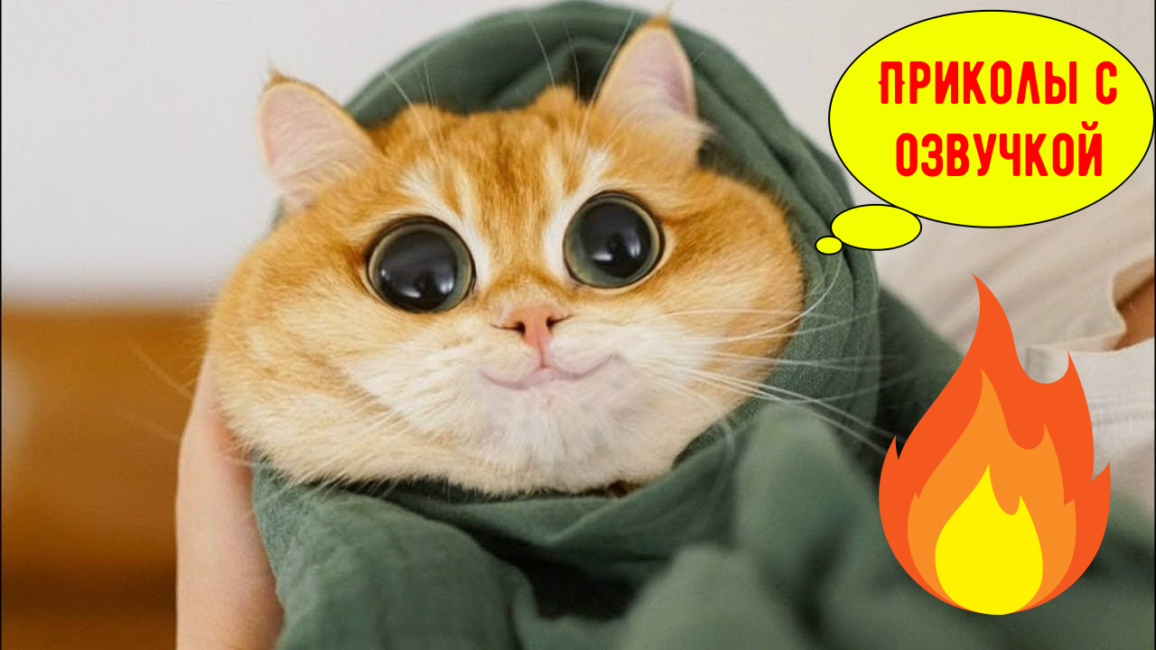 ПРИКОЛЫ С ЖИВОТНЫМИ С ОЗВУЧКОЙ | СМЕЯТЬСЯ ДО СЛЕЗ