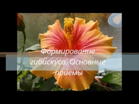 Формирование гибискуса.  Основные приемы.