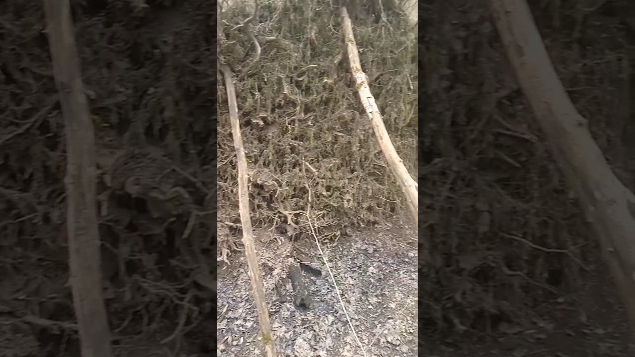 Дом Лешего и пруд Водяного в Лесу